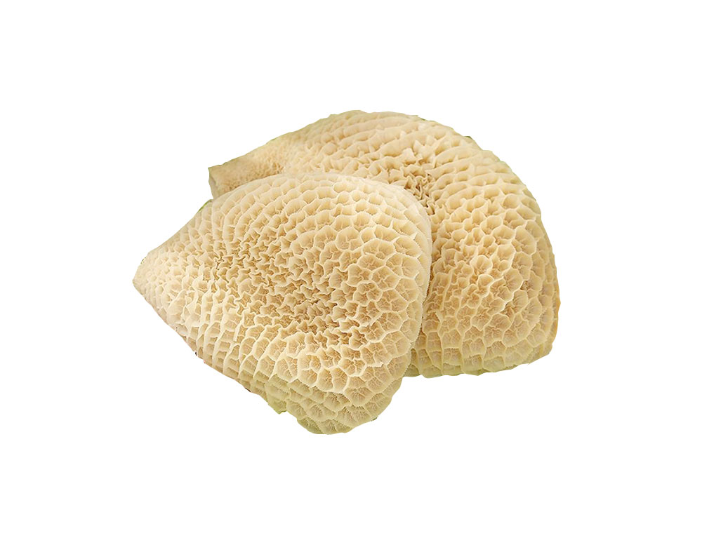 Beef Honeycomb Tripe 2 lbs | FreshGoGo